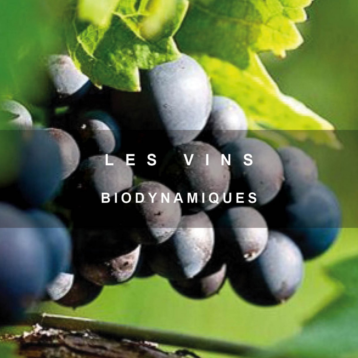 vins biodynamiques | LE BEAUMARCHAIS